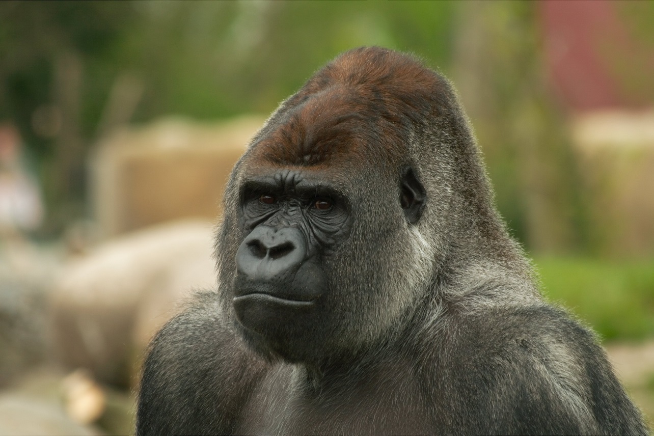 Bokito-gedrag bij de NOS en in je eigen organisatie - FM.nl ...